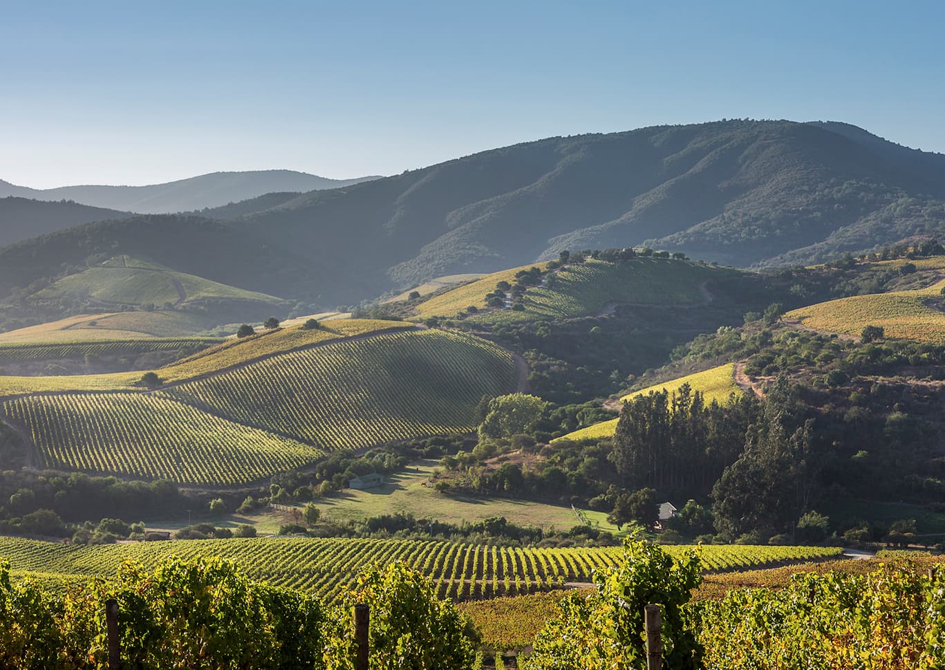 Viñedos Familia Chadwick